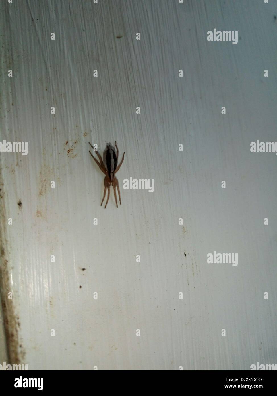 Two-lined Stealthy Ground Spider (Cesonia bilineata) Arachnida Stock ...