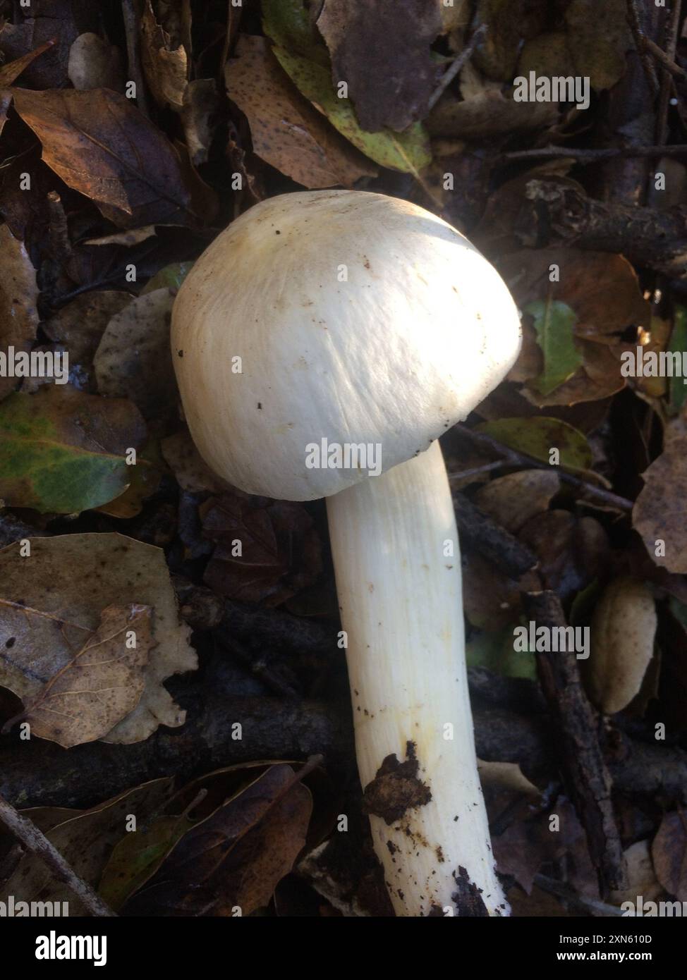 Yellow Stainer (Agaricus xanthodermus) Fungi Stock Photo - Alamy