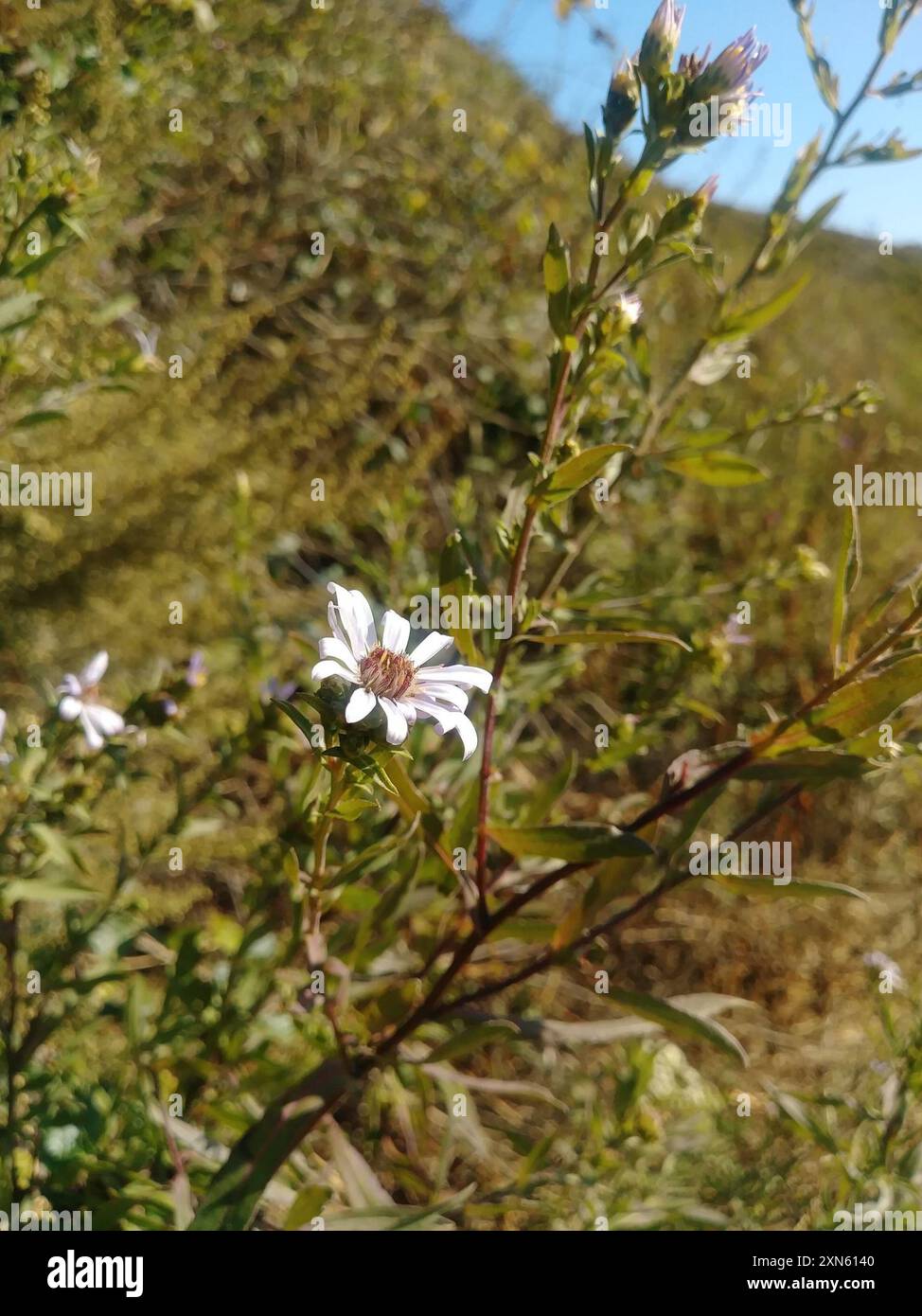 Pacific Aster (Symphyotrichum chilense) Plantae Stock Photo - Alamy