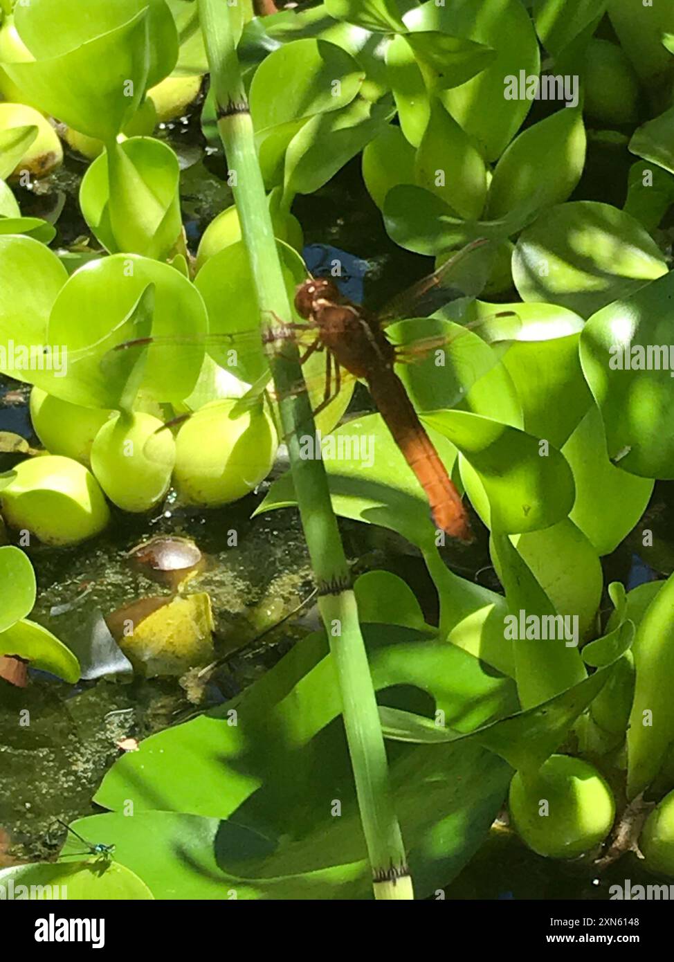 Neon Skimmer (Libellula croceipennis) Insecta Stock Photo - Alamy