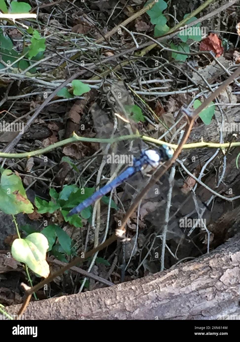 Great Blue Skimmer (Libellula vibrans) Insecta Stock Photo - Alamy