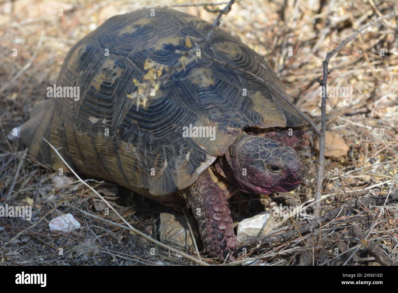Marginated Tortoise (Testudo marginata) Reptilia Stock Photo - Alamy