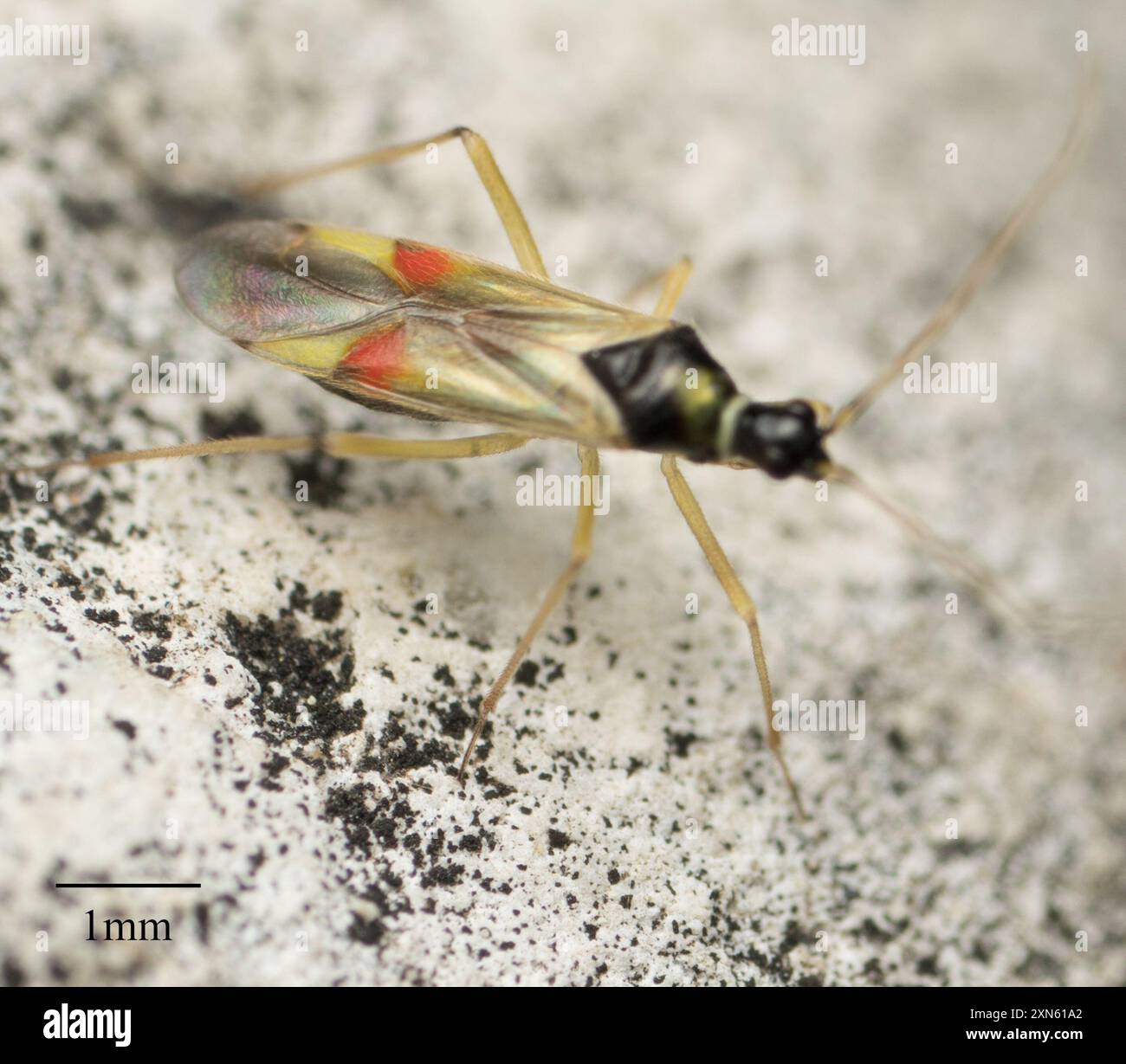 Phacelia Plant Bug (Tupiocoris californicus) Insecta Stock Photo - Alamy