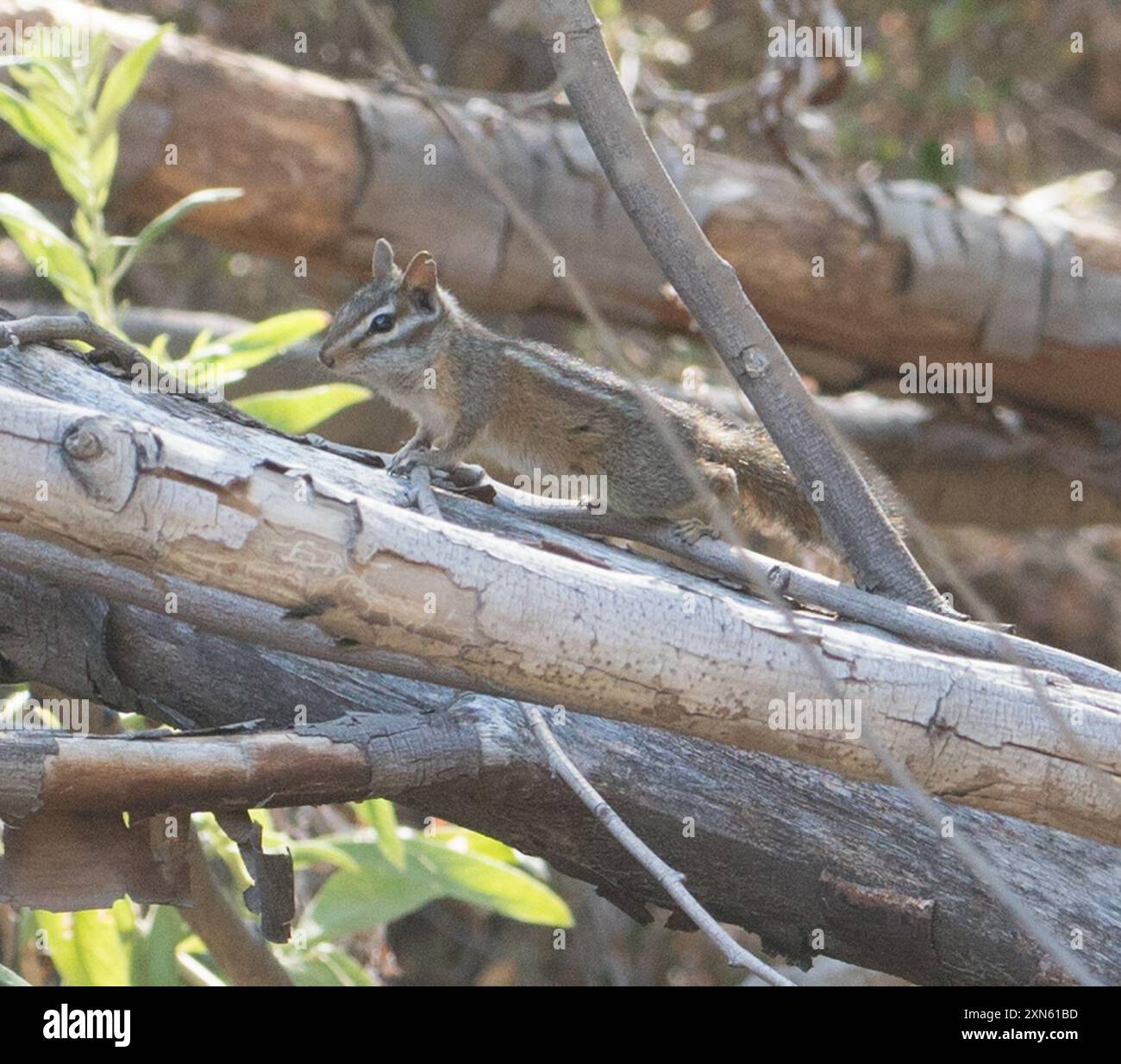 Merriam's Chipmunk (Neotamias merriami) Mammalia Stock Photo - Alamy
