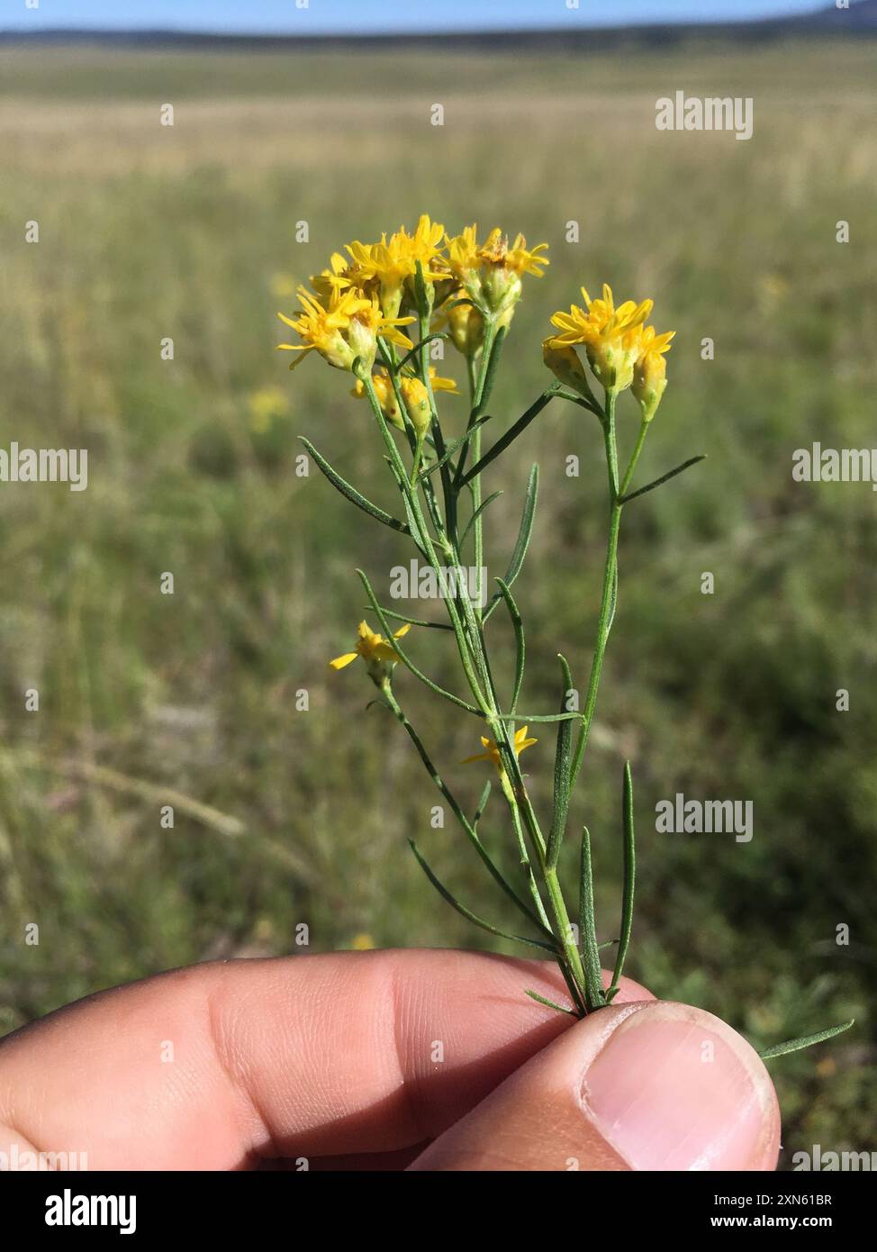 Broom Snakeweed (Gutierrezia sarothrae) Plantae Stock Photo - Alamy