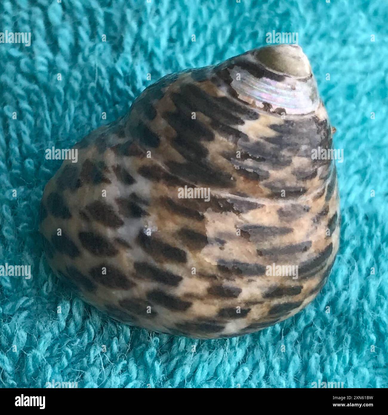 Turbinate Monodont (Phorcus turbinatus) Mollusca Stock Photo - Alamy