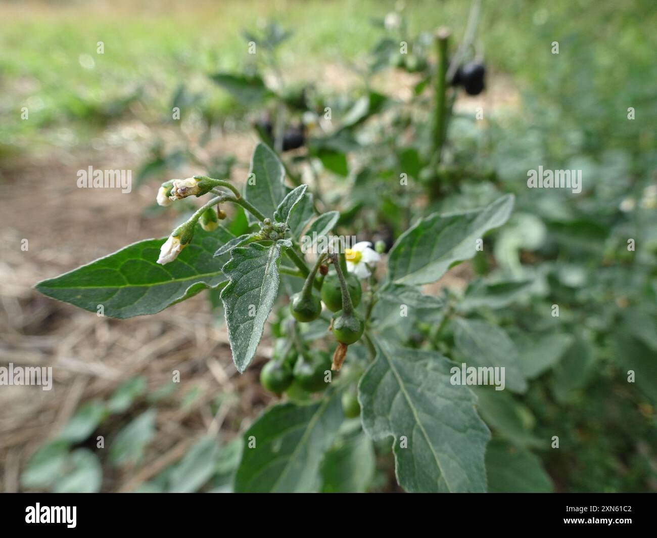 black nightshade (Solanum nigrum) Plantae Stock Photo - Alamy