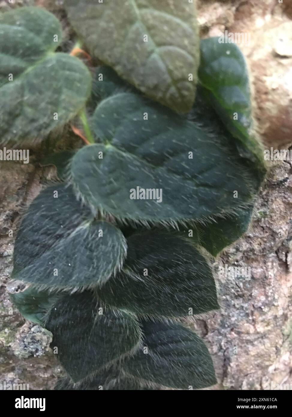 Shaggy Leaf Fig (Ficus villosa) Plantae Stock Photo - Alamy