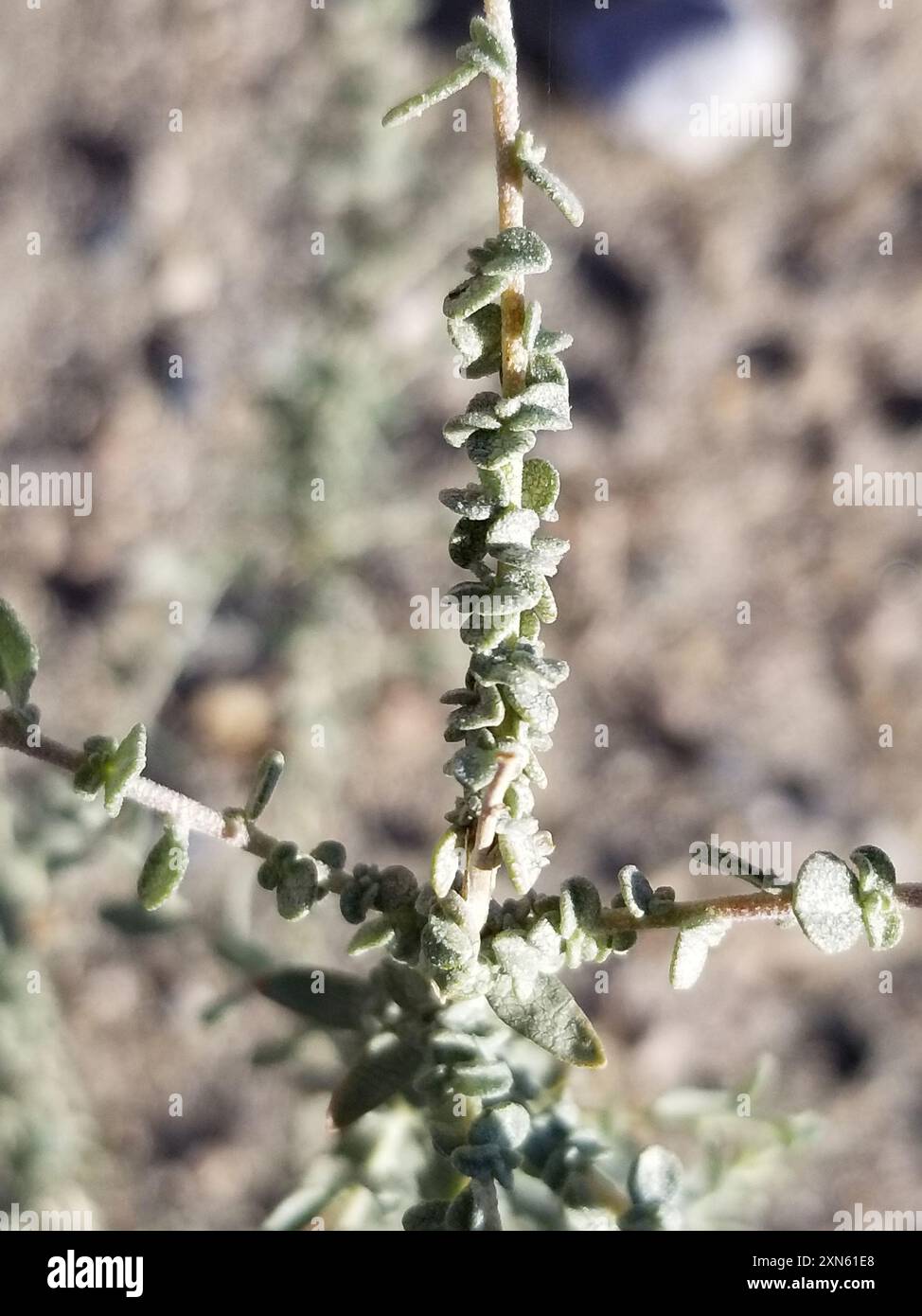 Cattle Saltbush (Atriplex polycarpa) Plantae Stock Photo - Alamy