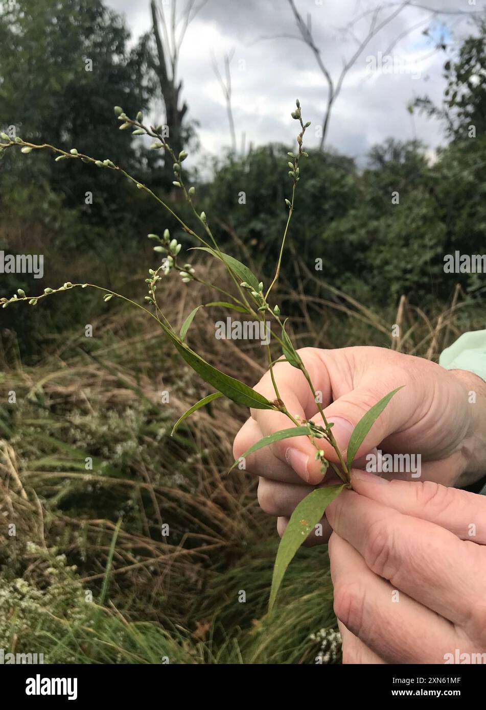Dotted Smartweed (Persicaria punctata) Plantae Stock Photo - Alamy