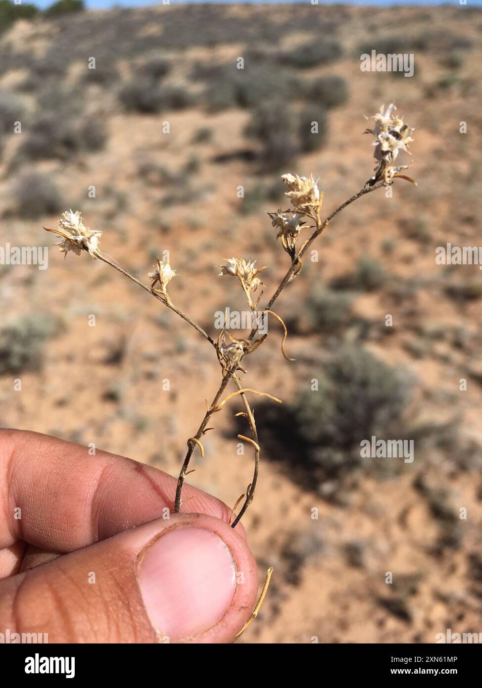 Manyflowered Ipomopsis (Ipomopsis multiflora) Plantae Stock Photo - Alamy