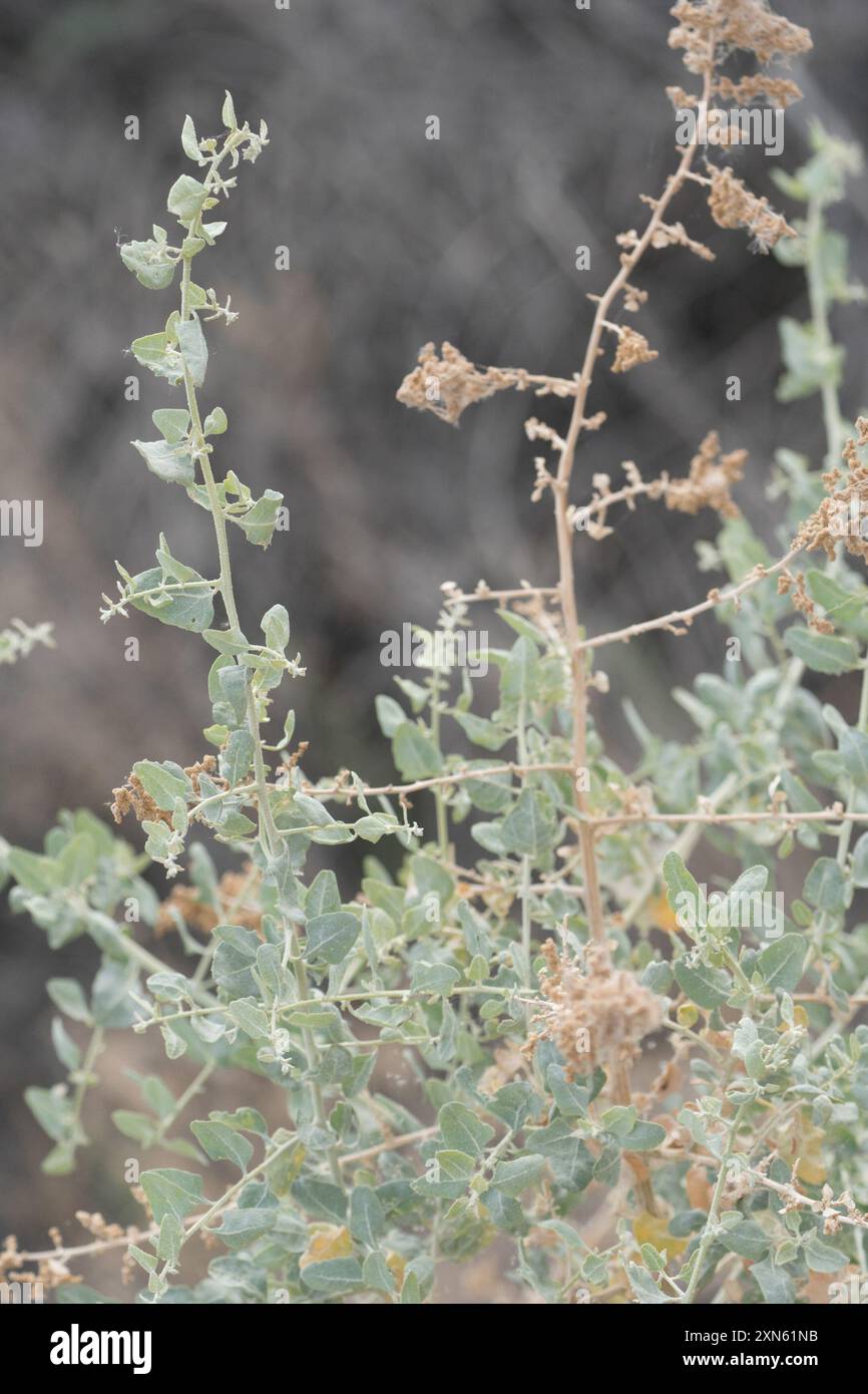 big saltbush (Atriplex lentiformis) Plantae Stock Photo - Alamy
