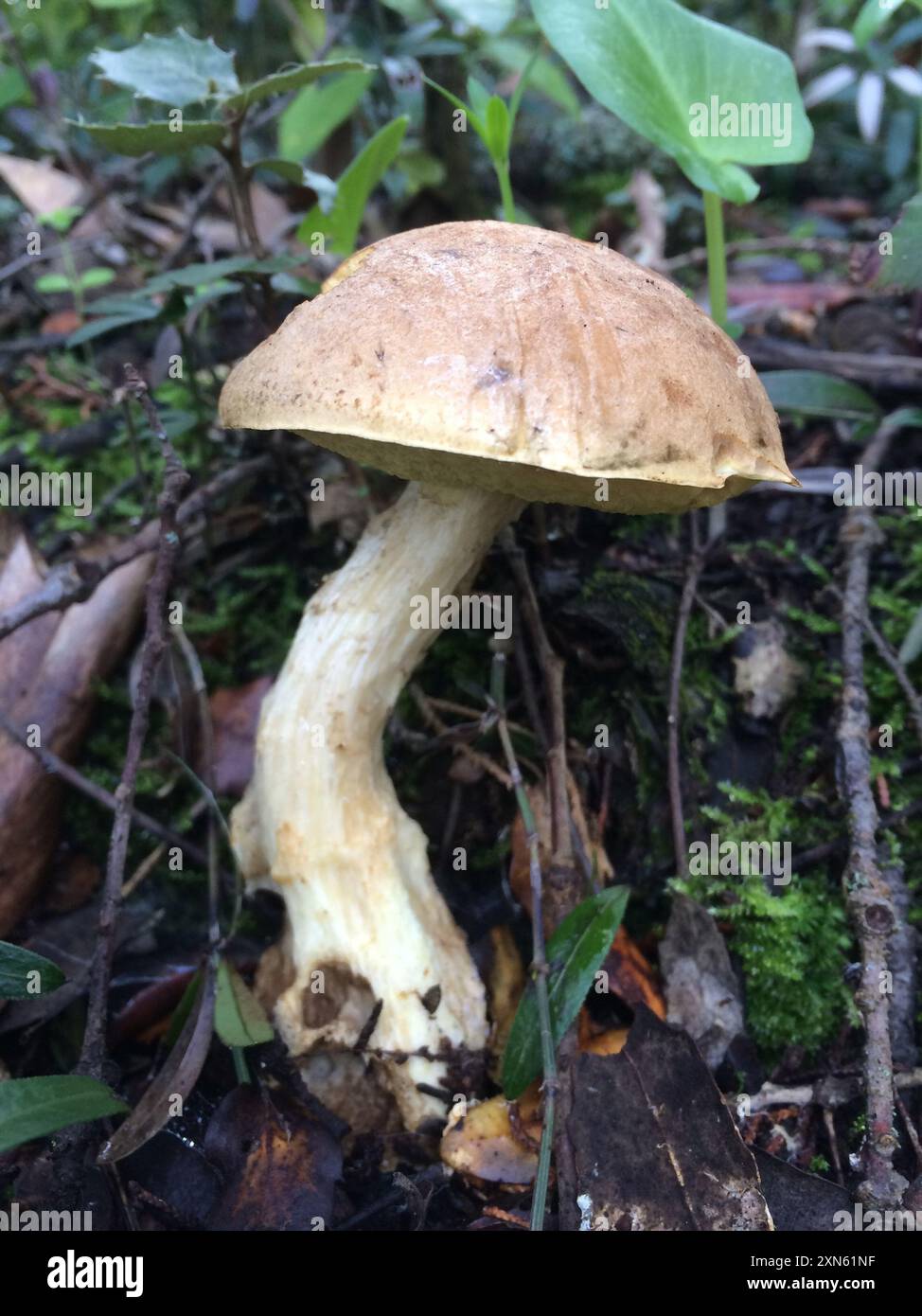 boletes (Boletaceae) Fungi Stock Photo - Alamy