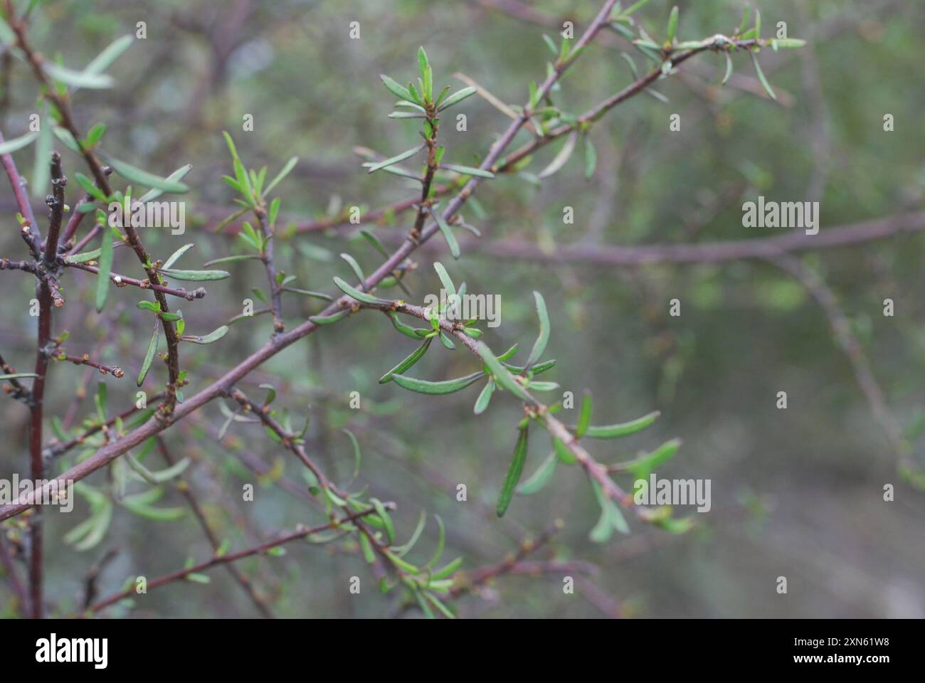 Makaka (Plagianthus divaricatus) Plantae Stock Photo - Alamy
