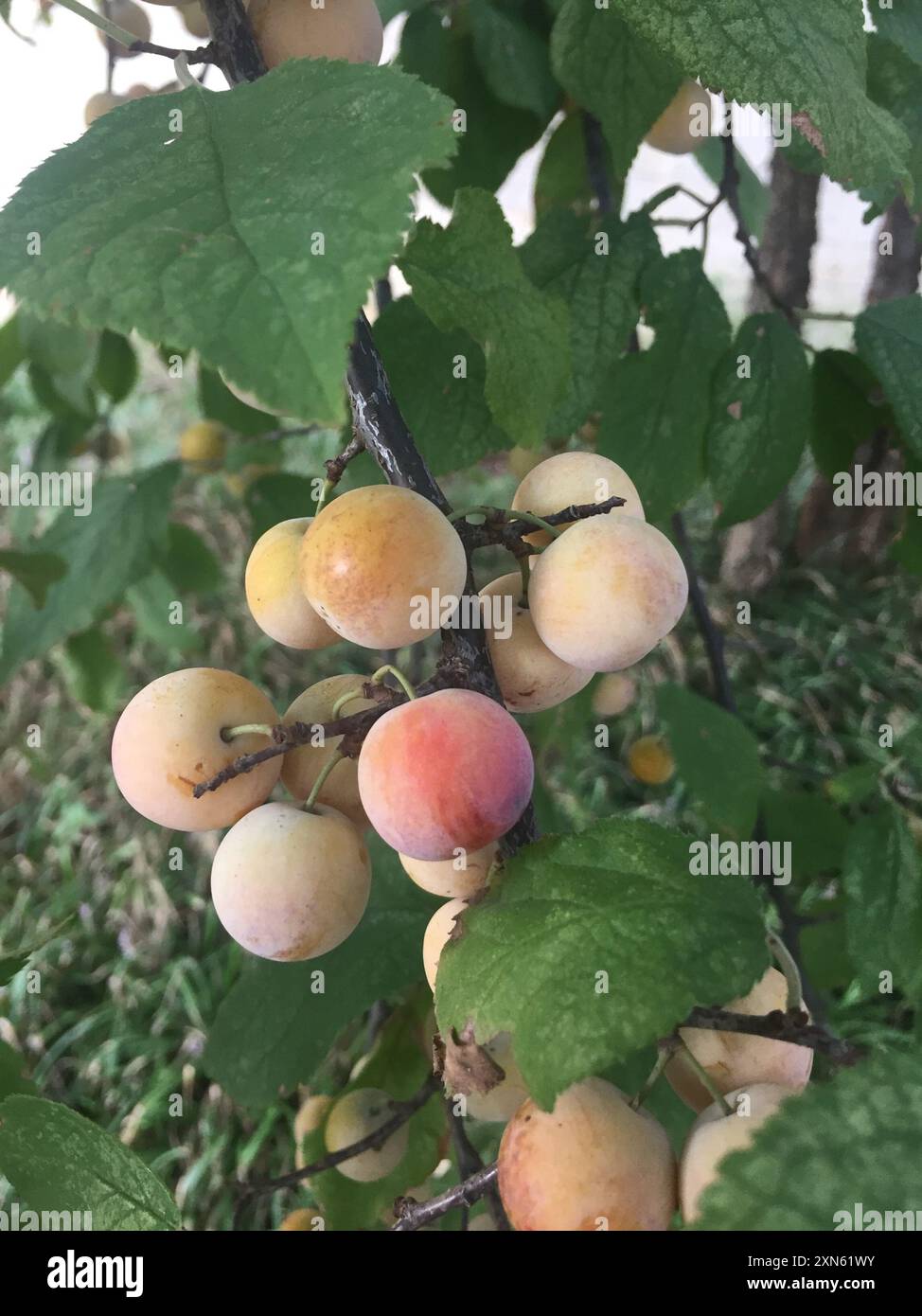 Mexican Plum (Prunus mexicana) Plantae Stock Photo - Alamy