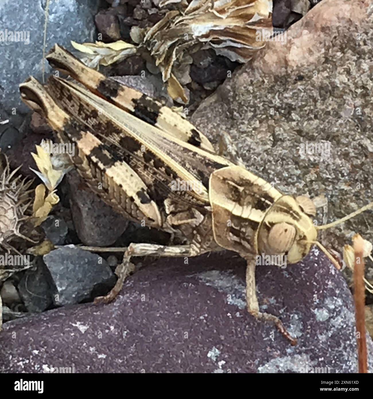 Barbarian Grasshopper (Calliptamus barbarus) Insecta Stock Photo - Alamy