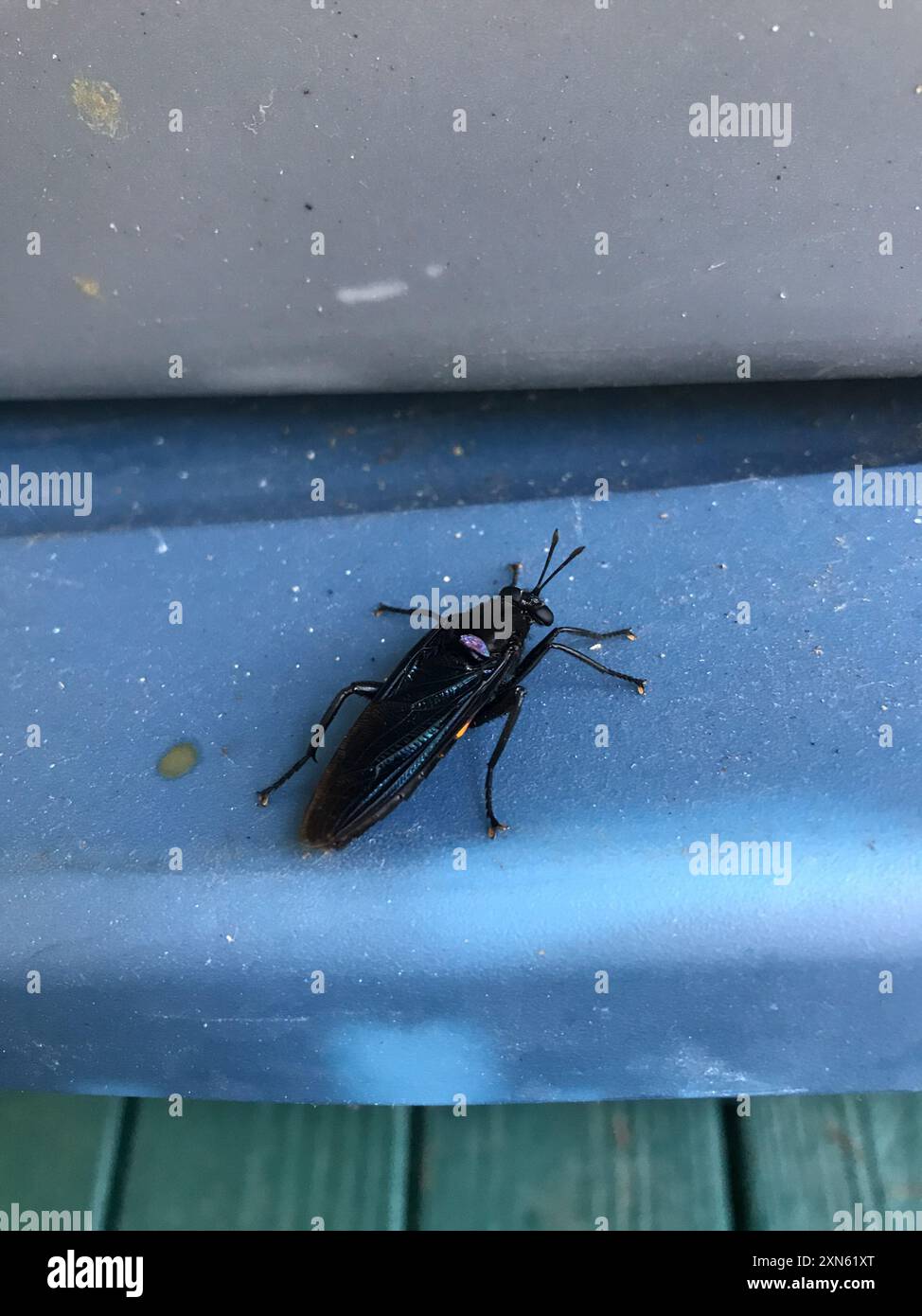 Clubbed mydas fly hi-res stock photography and images - Alamy