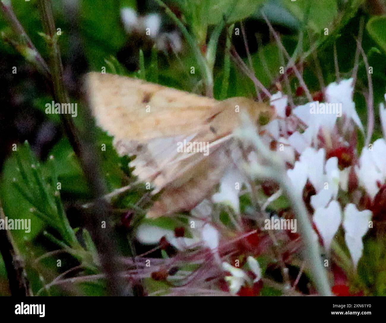 Corn Earworm Moth (Helicoverpa zea) Insecta Stock Photo - Alamy