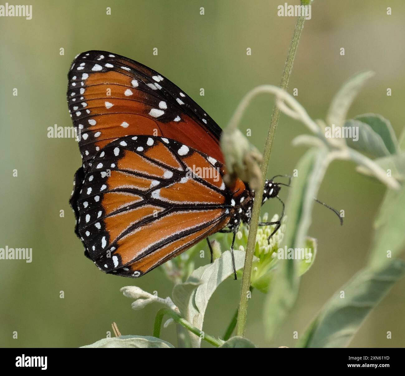 Queen (Danaus gilippus) Insecta Stock Photo - Alamy