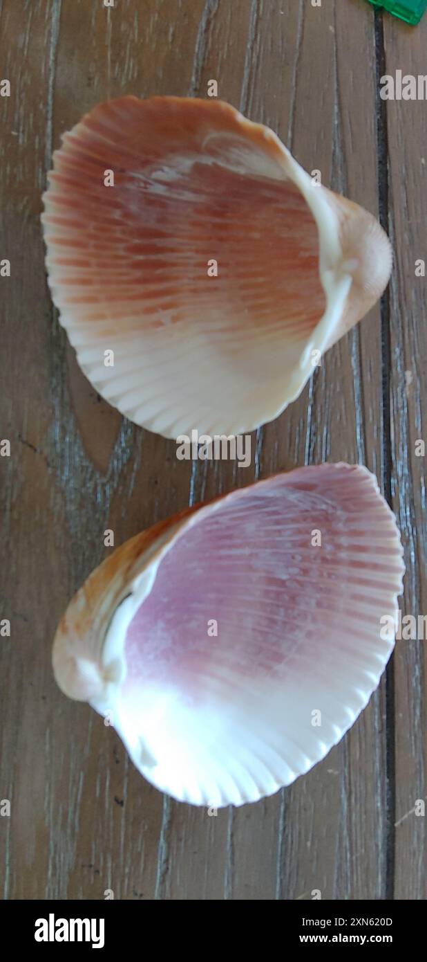 Giant Atlantic Cockle (Dinocardium robustum) Mollusca Stock Photo - Alamy