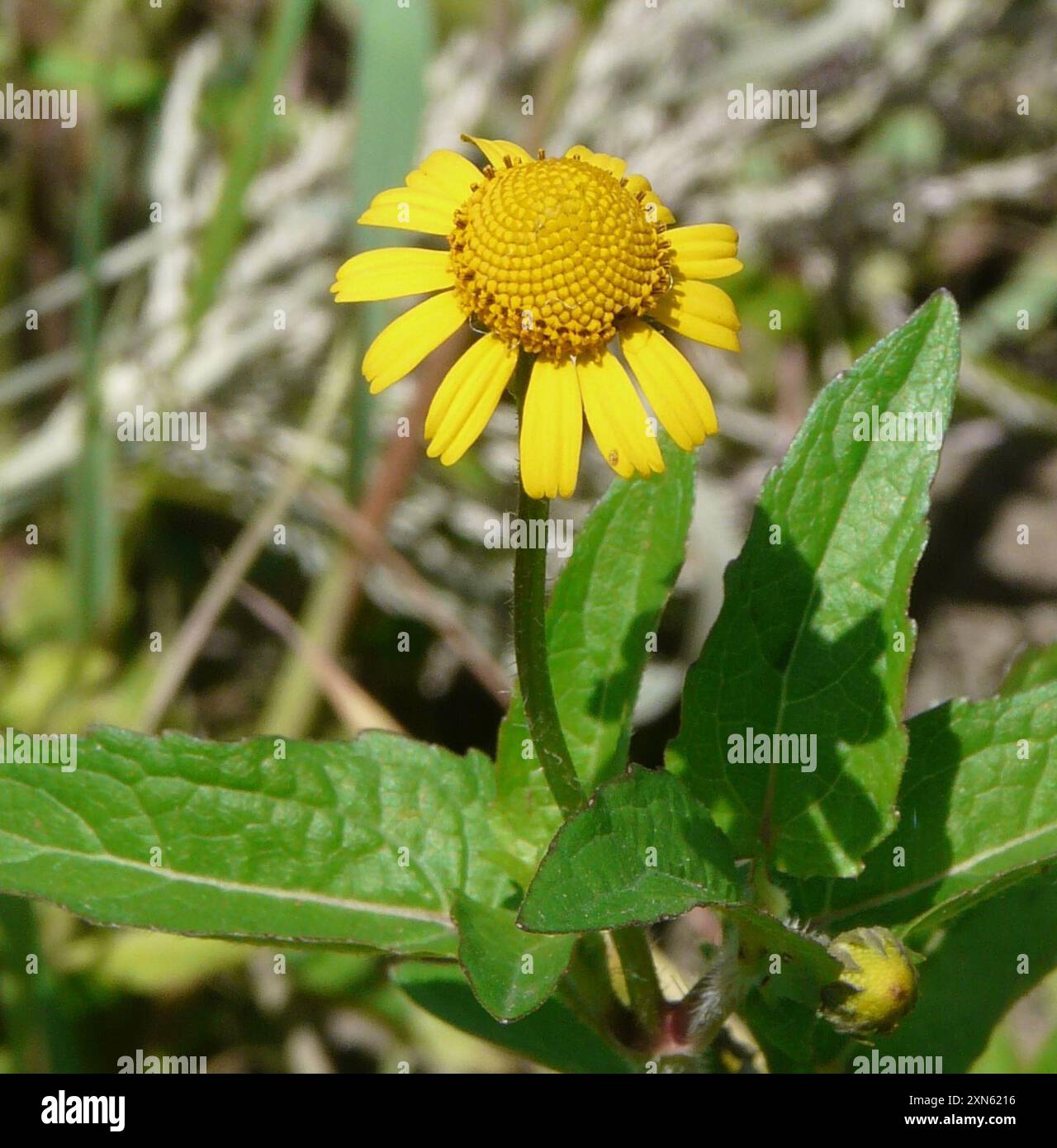 Oppositeleaf Spotflower (Acmella repens) Plantae Stock Photo - Alamy