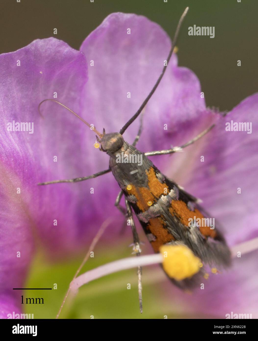 Butterflies and Moths (Lepidoptera) Insecta Stock Photo - Alamy