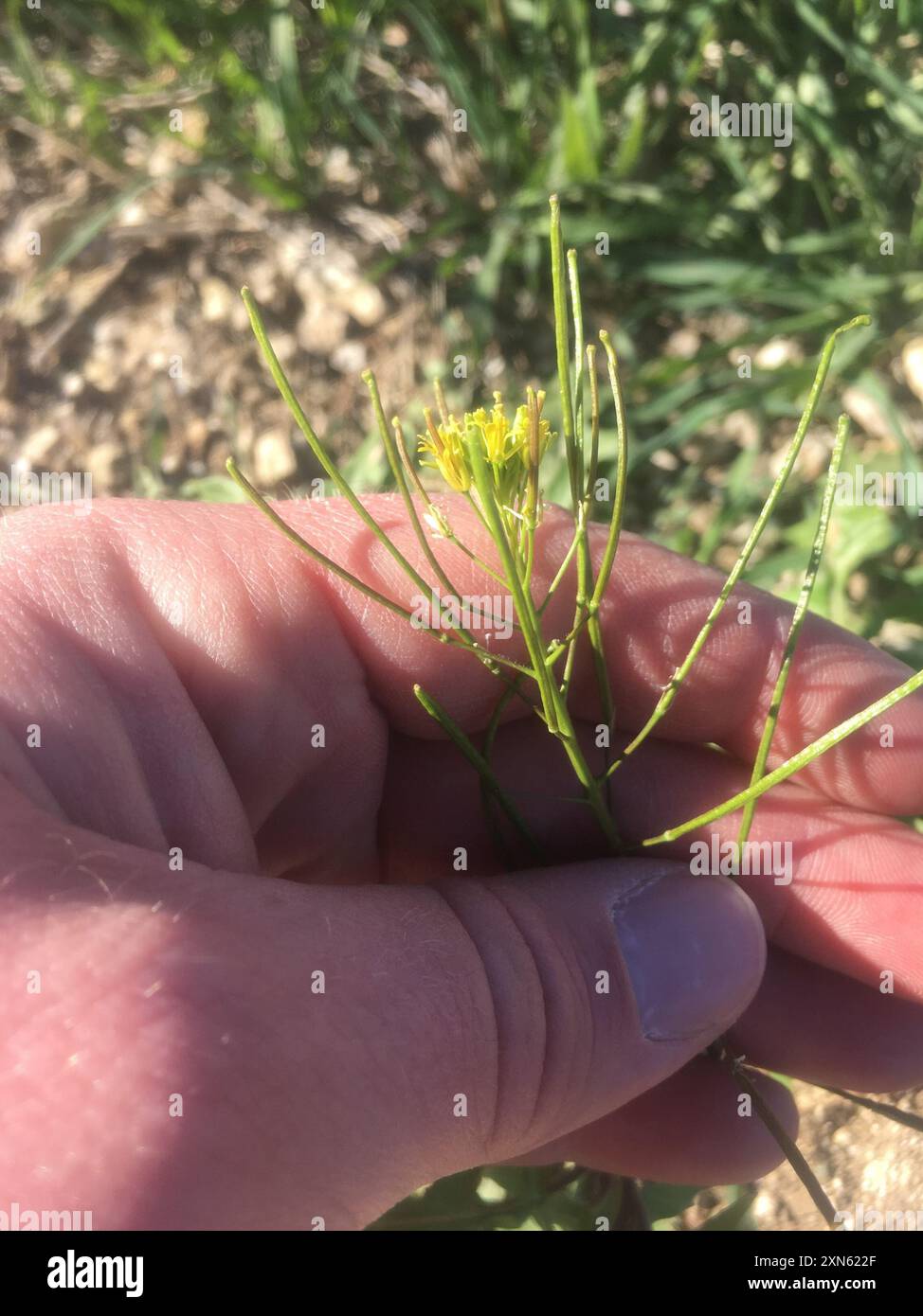 London rocket (Sisymbrium irio) Plantae Stock Photo - Alamy