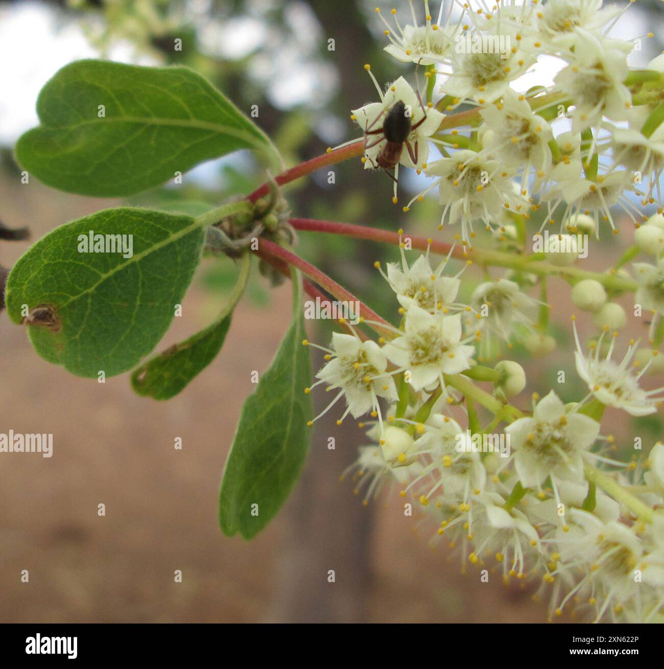 Purplepod clusterleaf (Terminalia prunioides) Plantae Stock Photo - Alamy