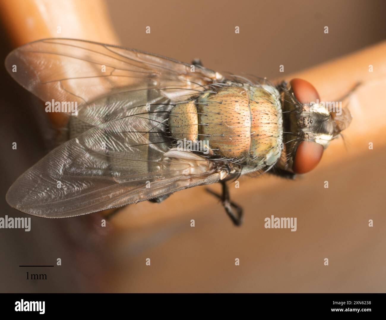 Lucilia cuprina hi-res stock photography and images - Alamy