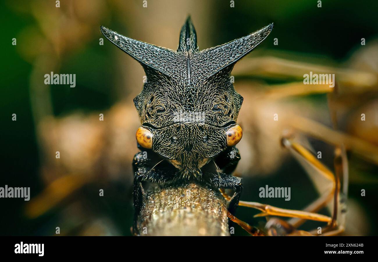 Centrotus cornutus, thorn-hopper is species of Treehoppers on tree ...