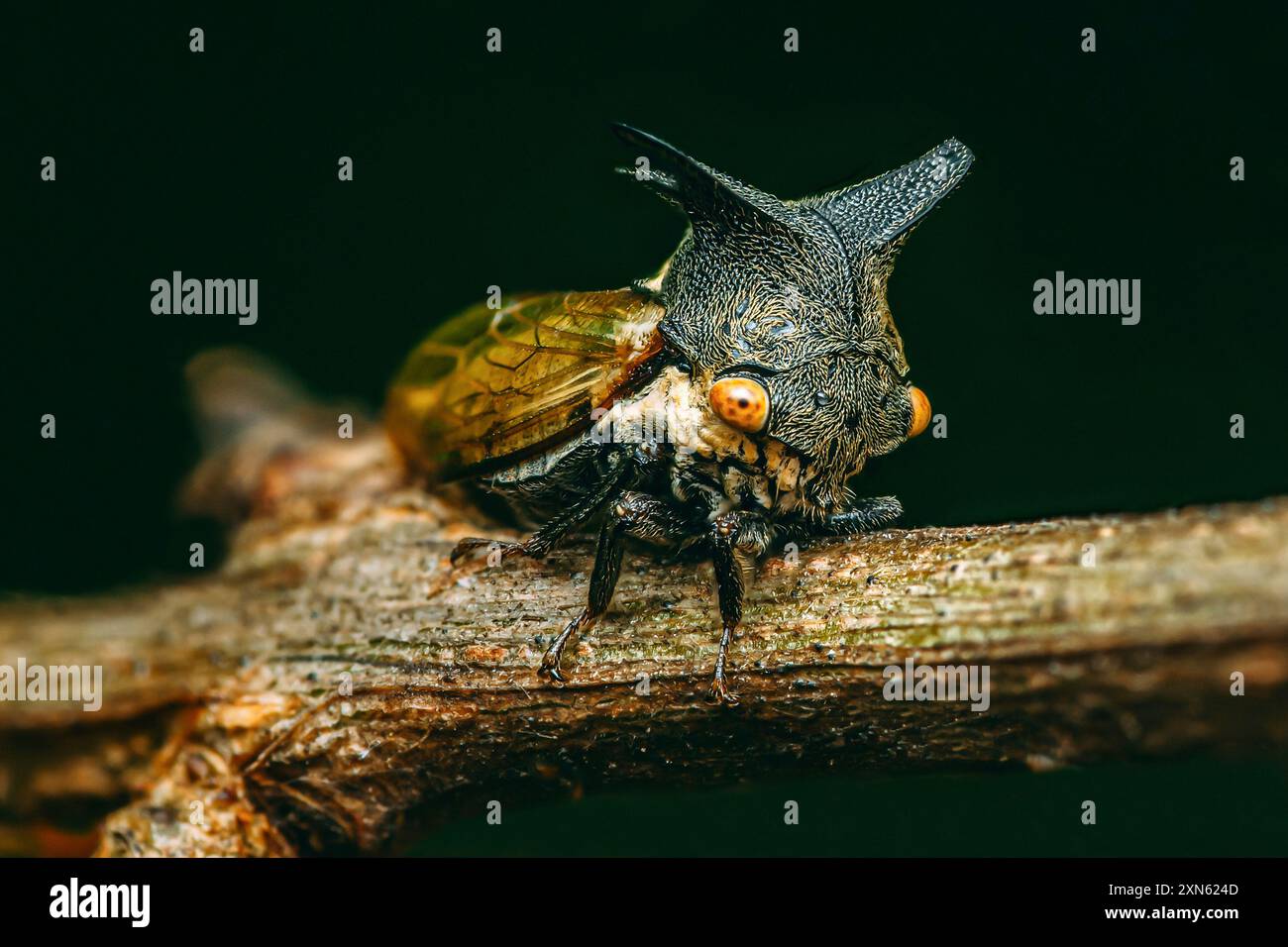Centrotus cornutus, thorn-hopper is species of Treehoppers on tree ...
