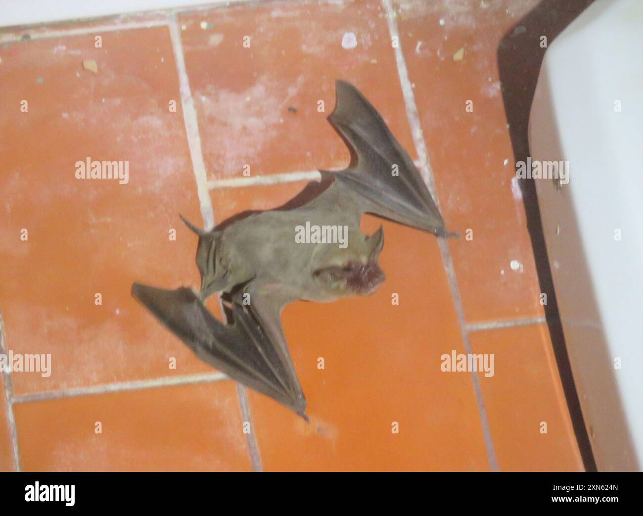 Patagonian Dwarf Bonneted Bat (Eumops patagonicus) Mammalia Stock Photo ...