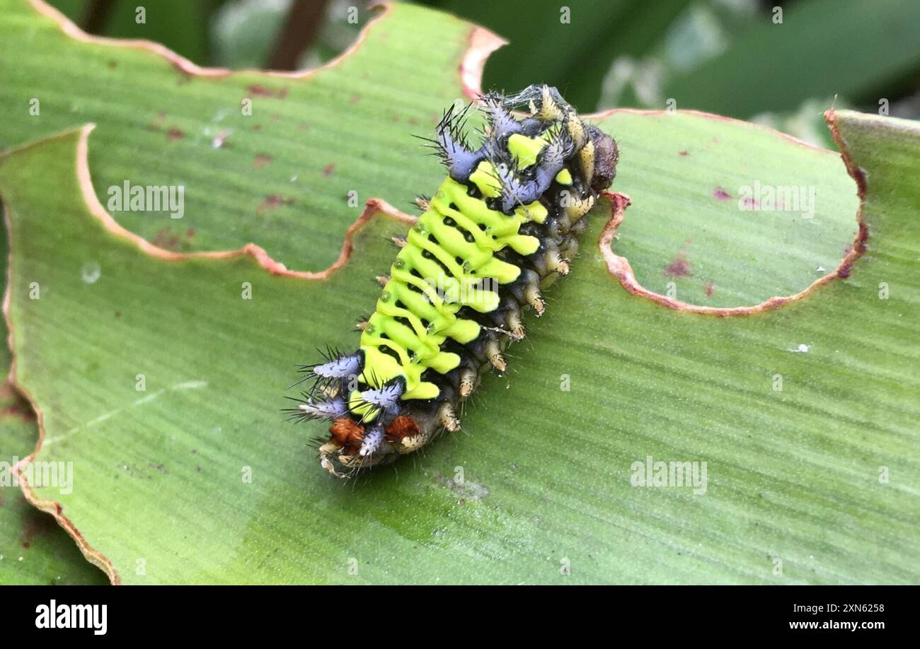 Saddleback Caterpillar Moths and Allies (Acharia) Insecta Stock Photo ...