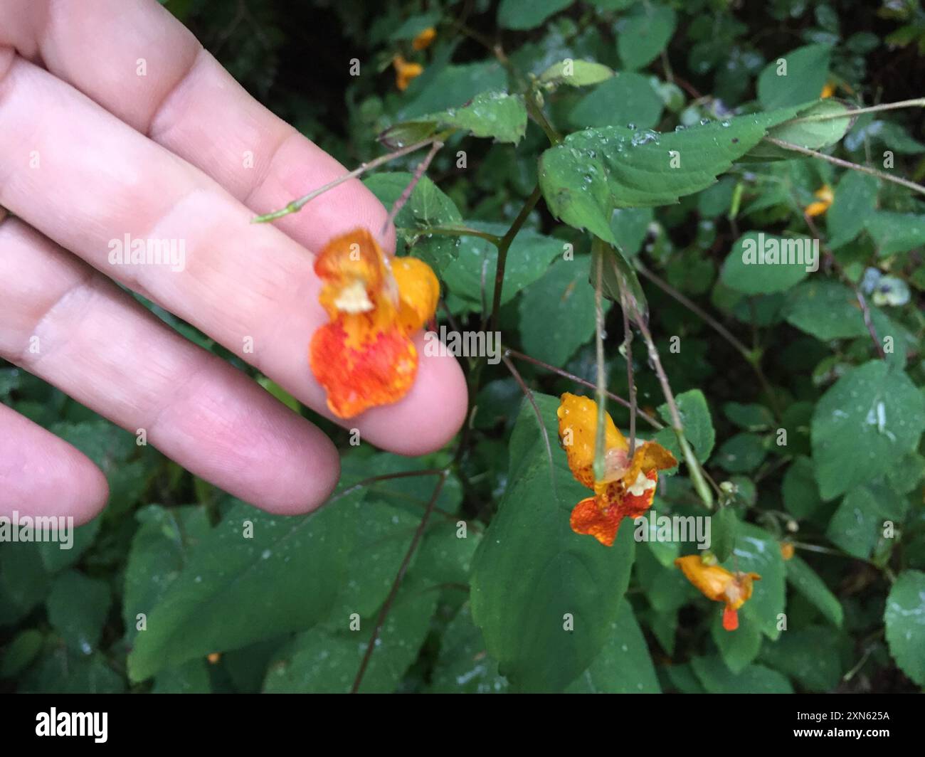 common jewelweed (Impatiens capensis) Plantae Stock Photo - Alamy