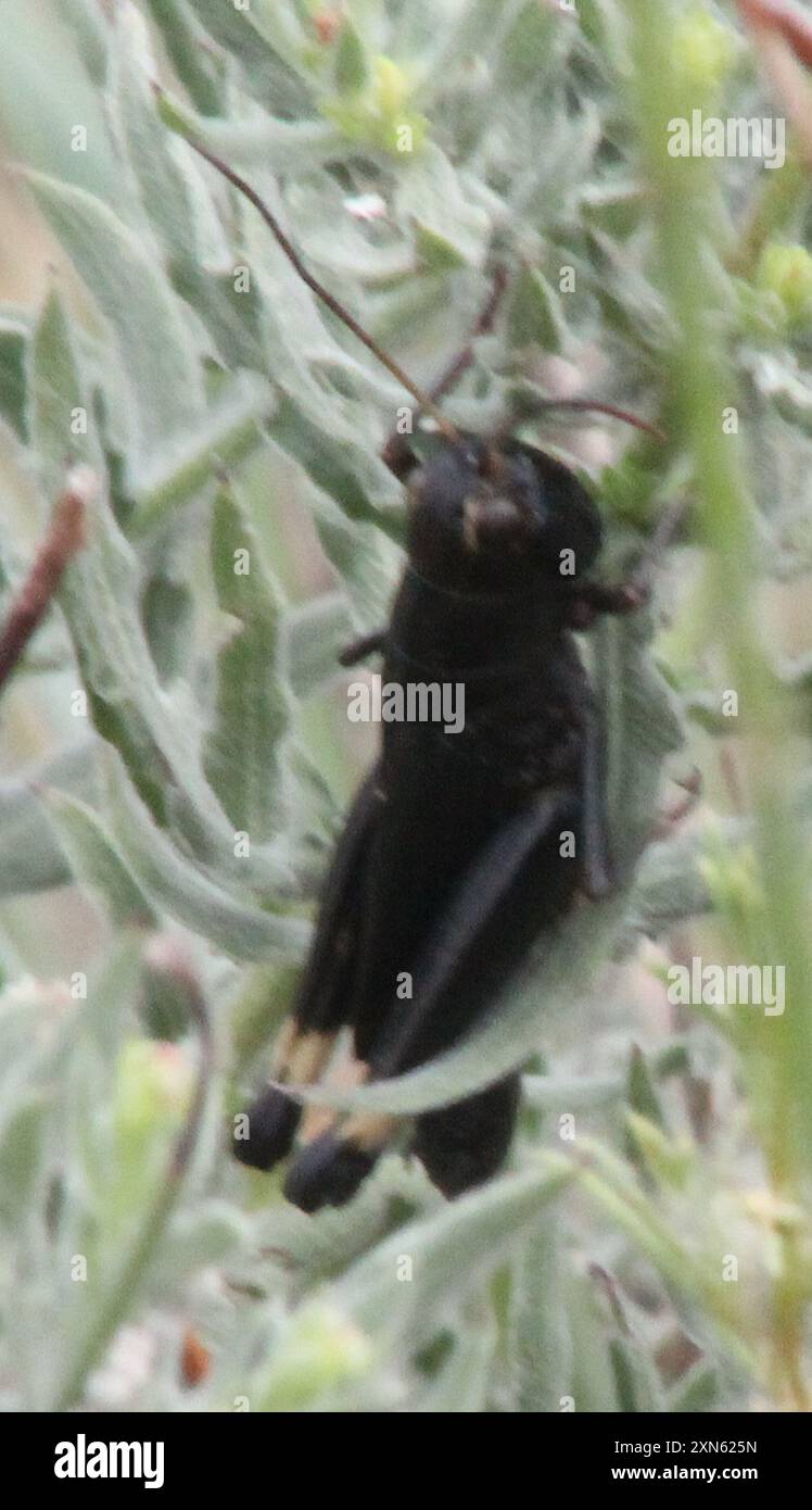 Ebony Grasshopper (Boopedon nubilum) Insecta Stock Photo - Alamy