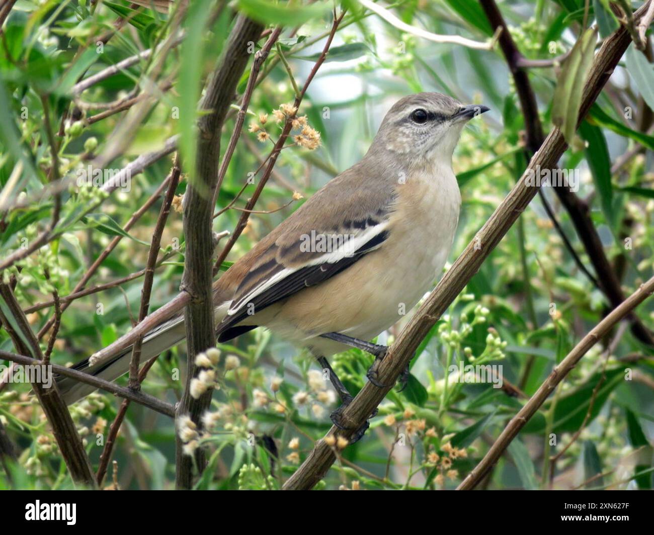 White-banded Mockingbird (Mimus triurus) Aves Stock Photo - Alamy