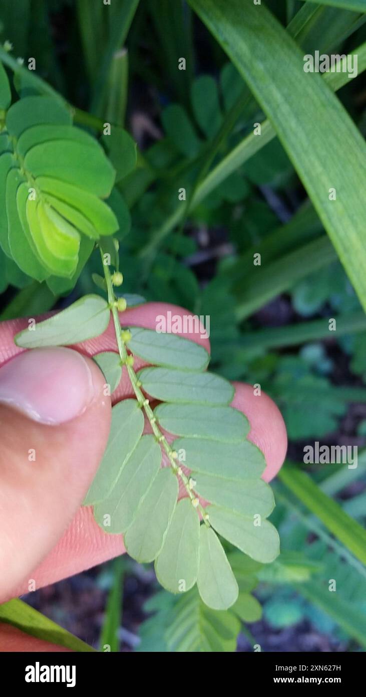 Chamberbitter (Phyllanthus urinaria) Plantae Stock Photo - Alamy