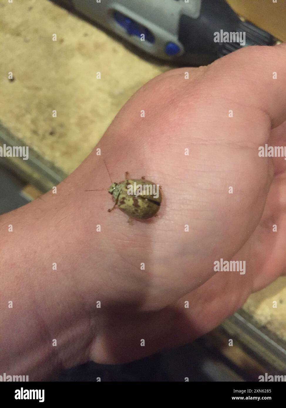 Eucalyptus Tortoise Beetle (Paropsis charybdis) Insecta Stock Photo - Alamy