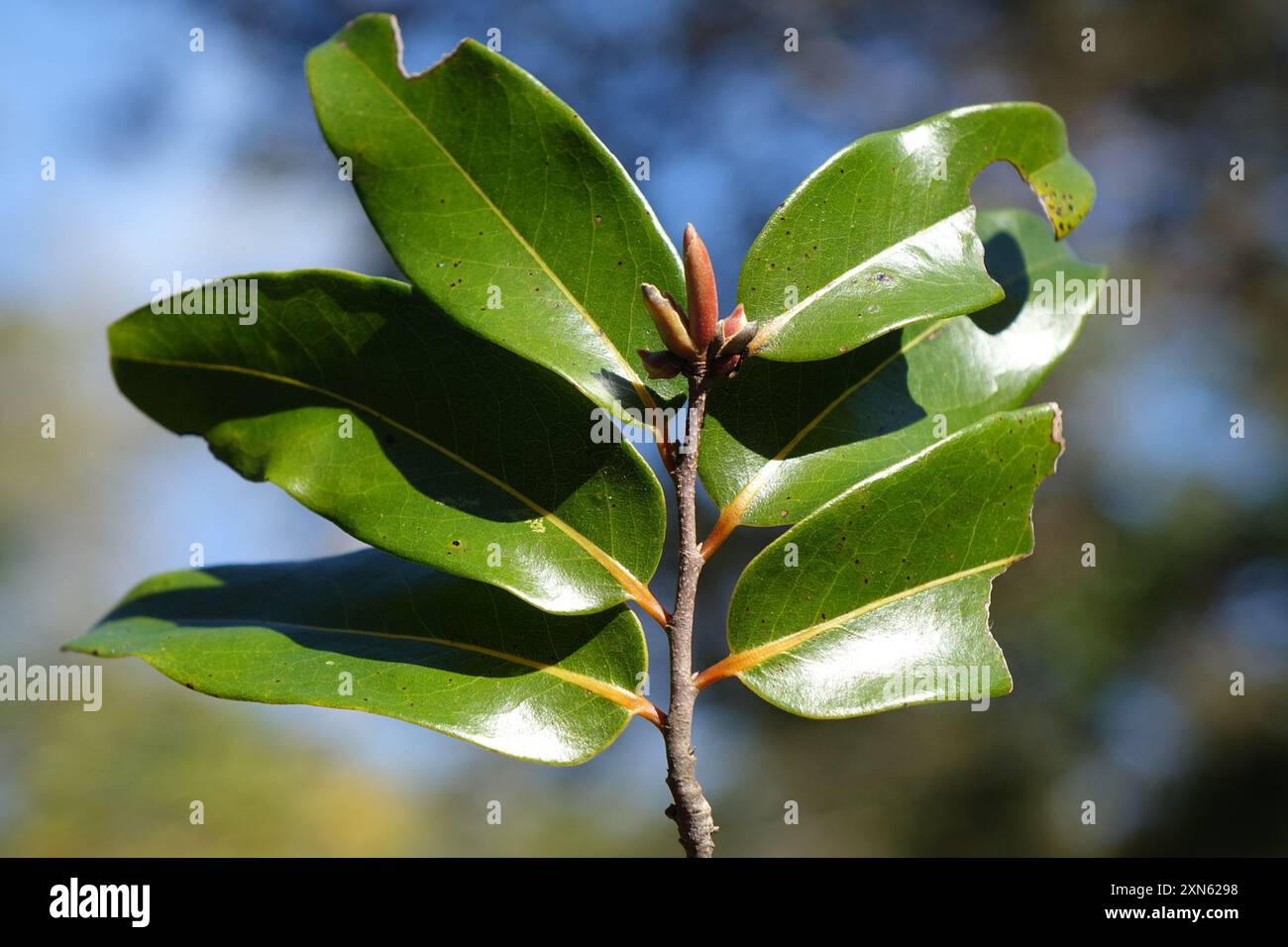 Xylopia hi-res stock photography and images - Alamy