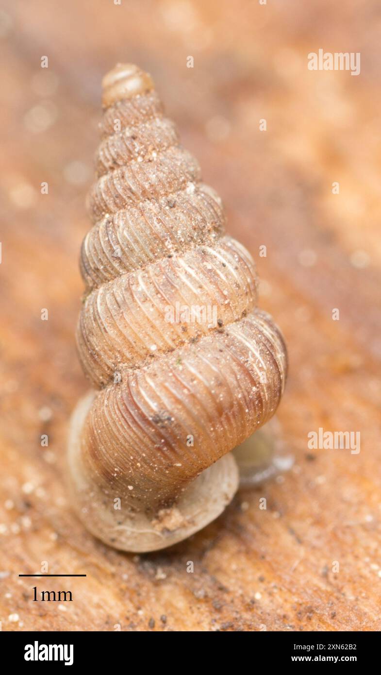 Small Cochlostoma (Cochlostoma septemspirale) Mollusca Stock Photo - Alamy