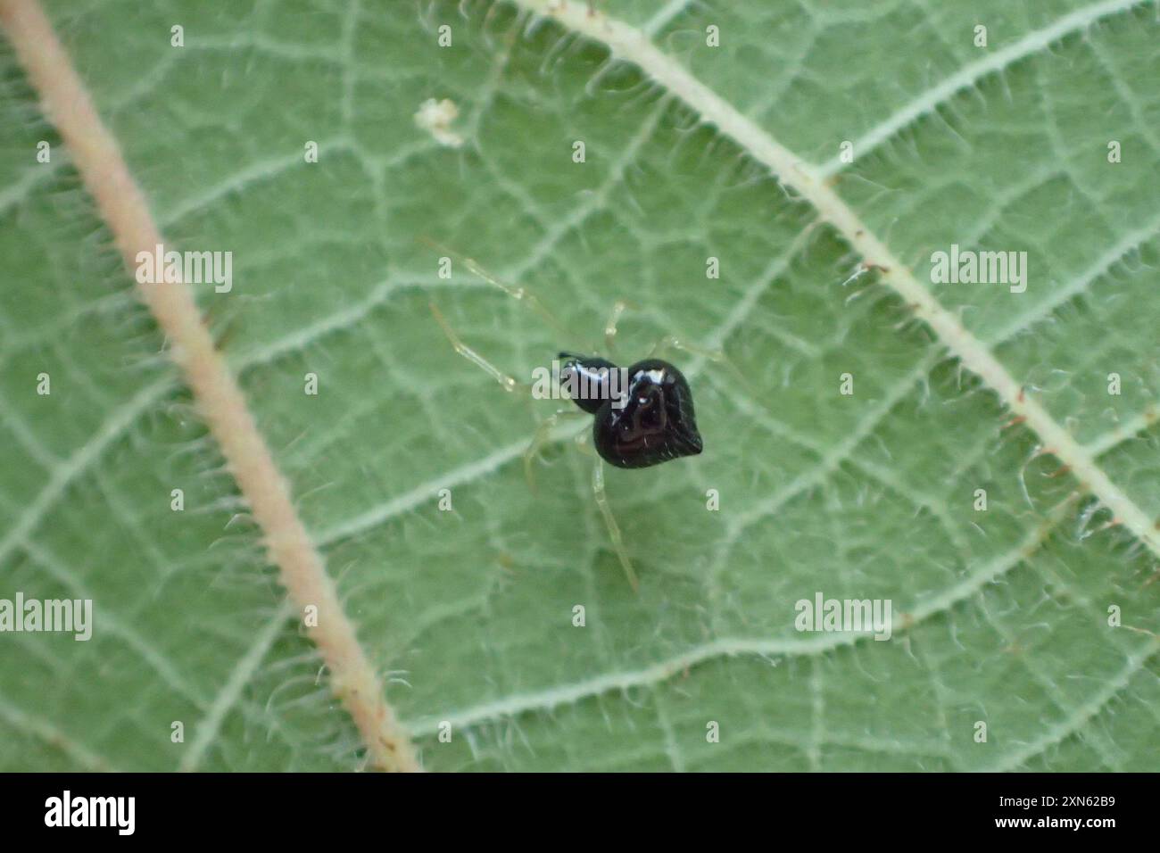 Black Pearl Spider (Chikunia nigra) Arachnida Stock Photo - Alamy