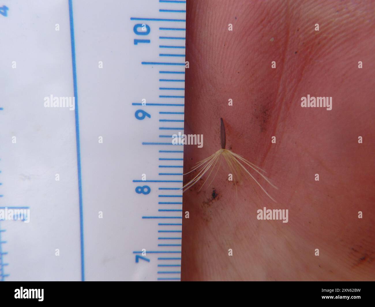 Smooth Cat's Ear (Hypochaeris glabra) Plantae Stock Photo - Alamy
