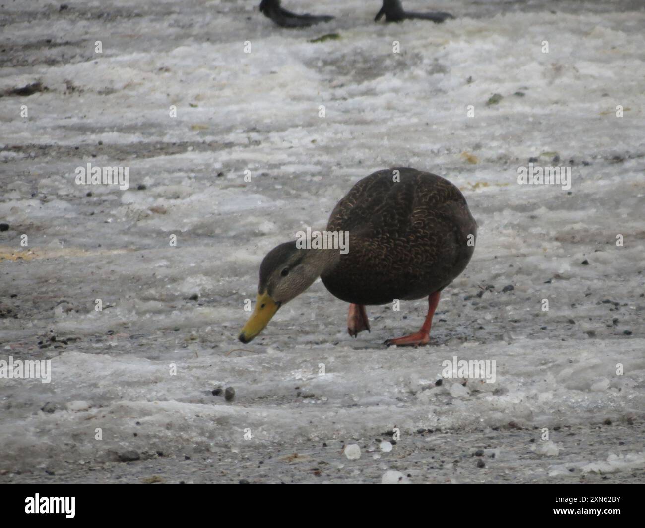 American Black Duck (Anas rubripes) Aves Stock Photo - Alamy