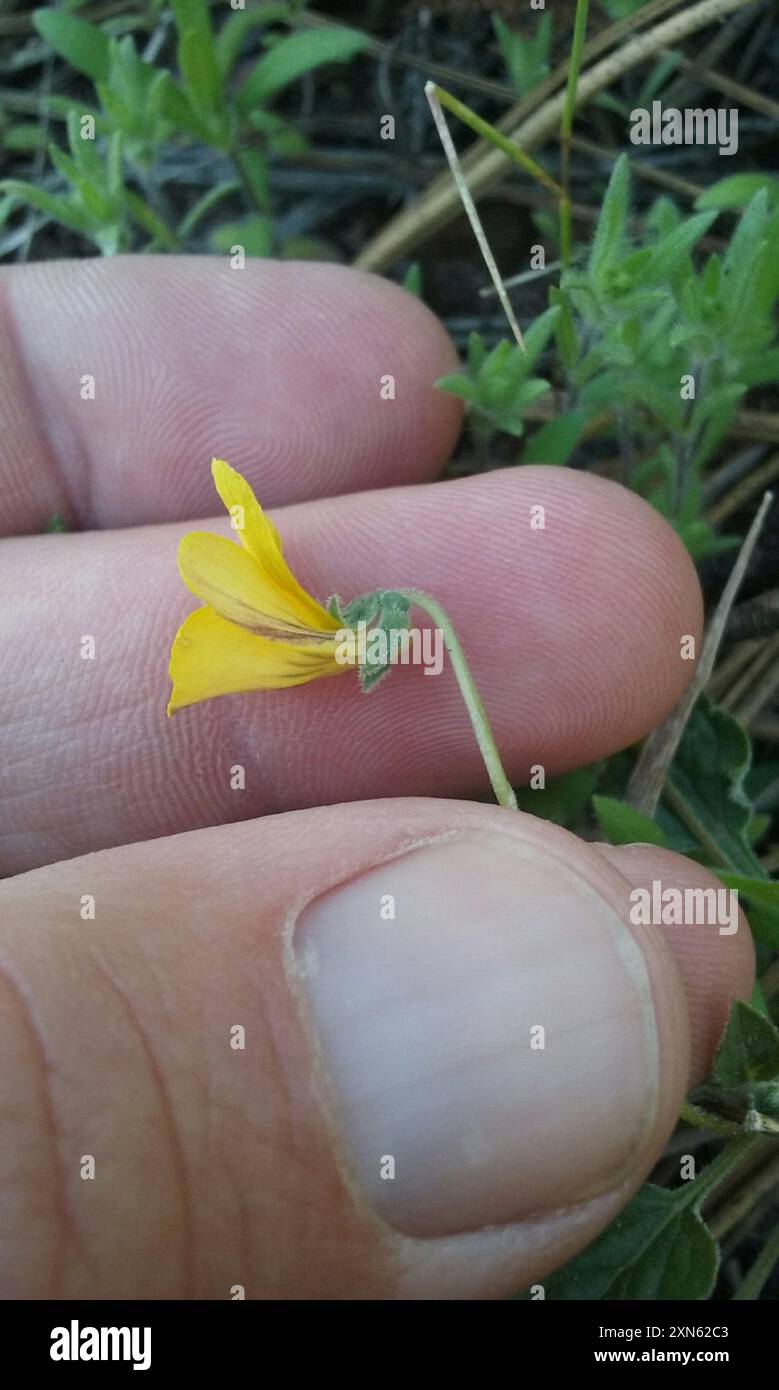 Goosefoot violet (Viola purpurea) Plantae Stock Photo - Alamy