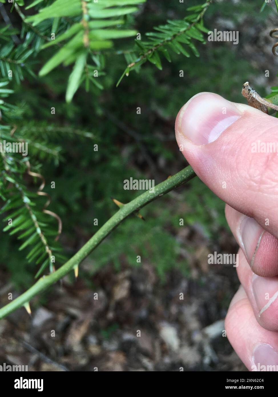 roundleaf greenbrier (Smilax rotundifolia) Plantae Stock Photo - Alamy