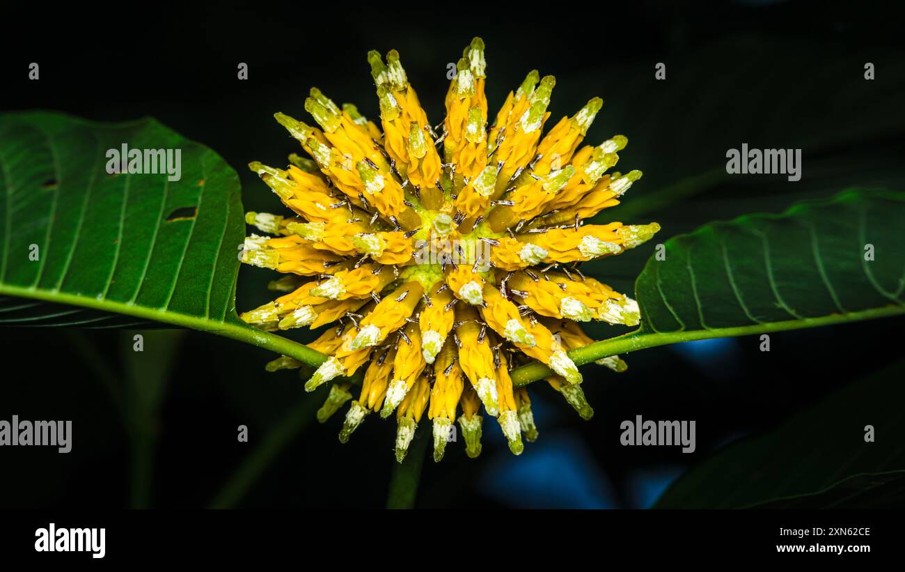 Mitragyna speciosa flower on the mitragyna speciosa tree, Commonly ...