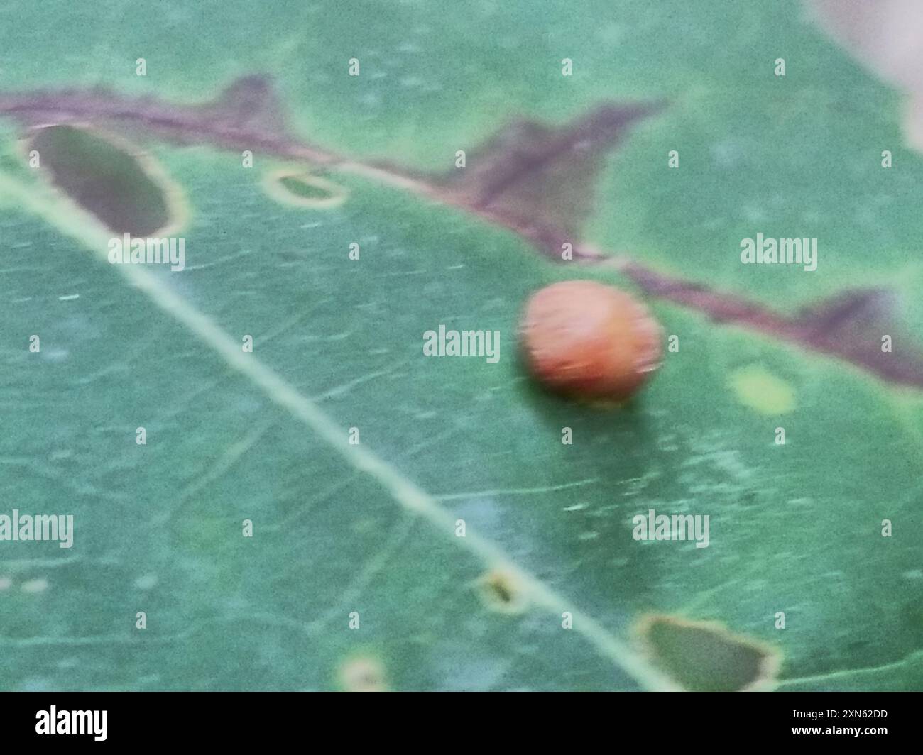 Oak Leaf Gall Midge (Polystepha pilulae) Insecta Stock Photo - Alamy
