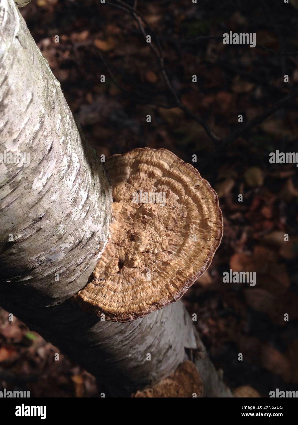 Thin-walled Maze Polypore (Daedaleopsis confragosa) Fungi Stock Photo ...