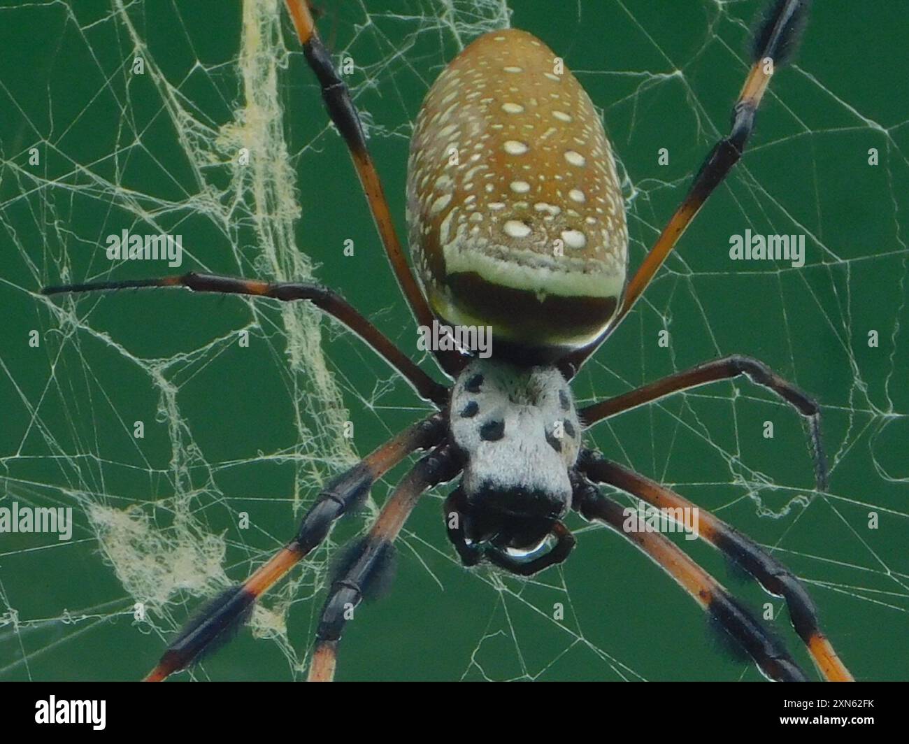 Golden Silk Spider (Trichonephila clavipes) Arachnida Stock Photo - Alamy