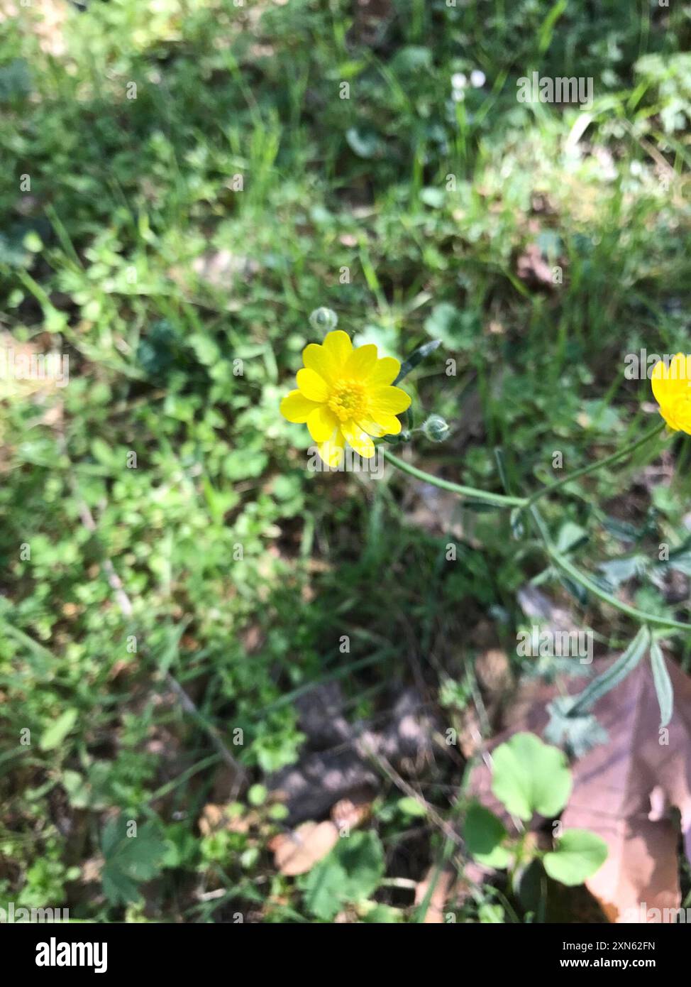 California buttercup (Ranunculus californicus) Plantae Stock Photo - Alamy